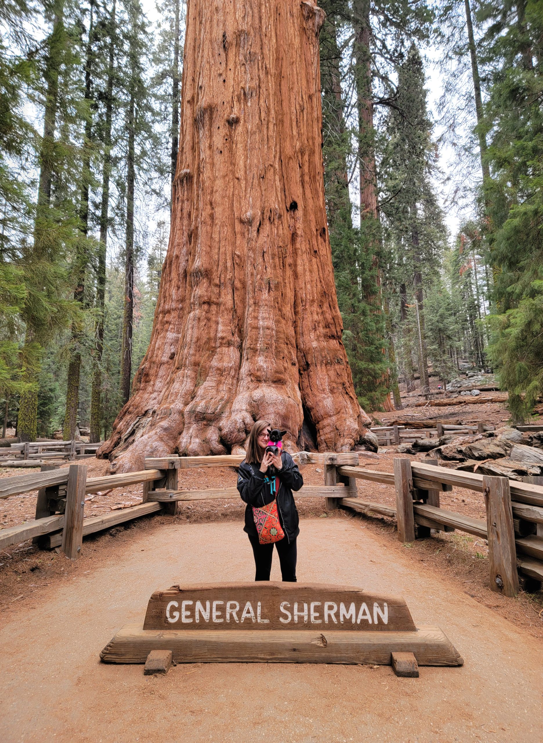 Sequoia National Park | Emily O'Dell