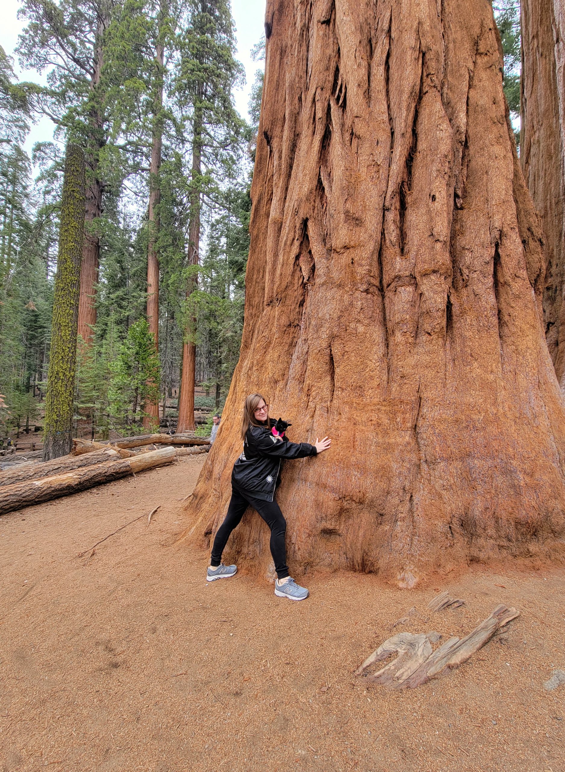 Sequoia National Park | Emily O'Dell