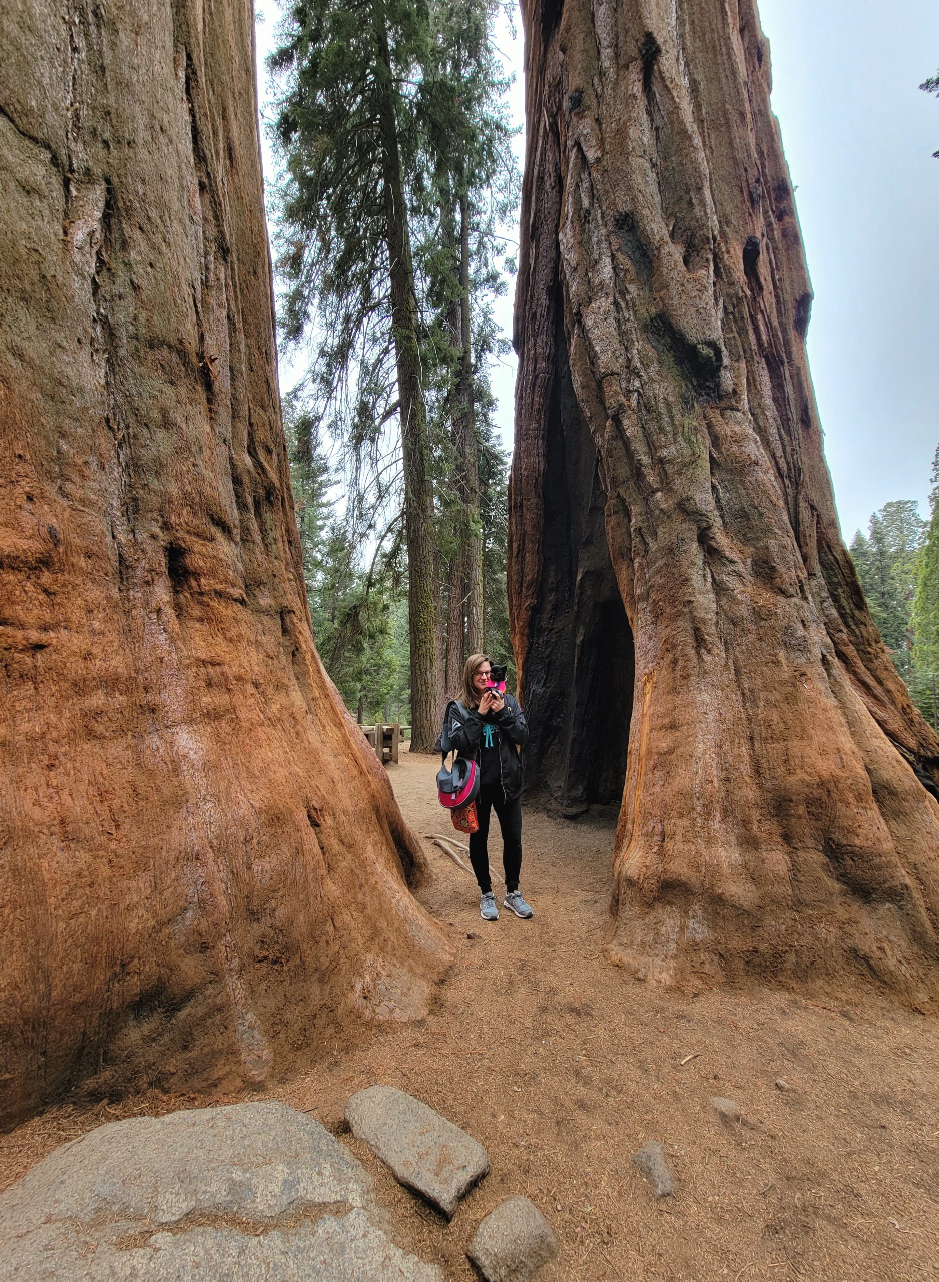 Sequoia National Park | Emily O'Dell